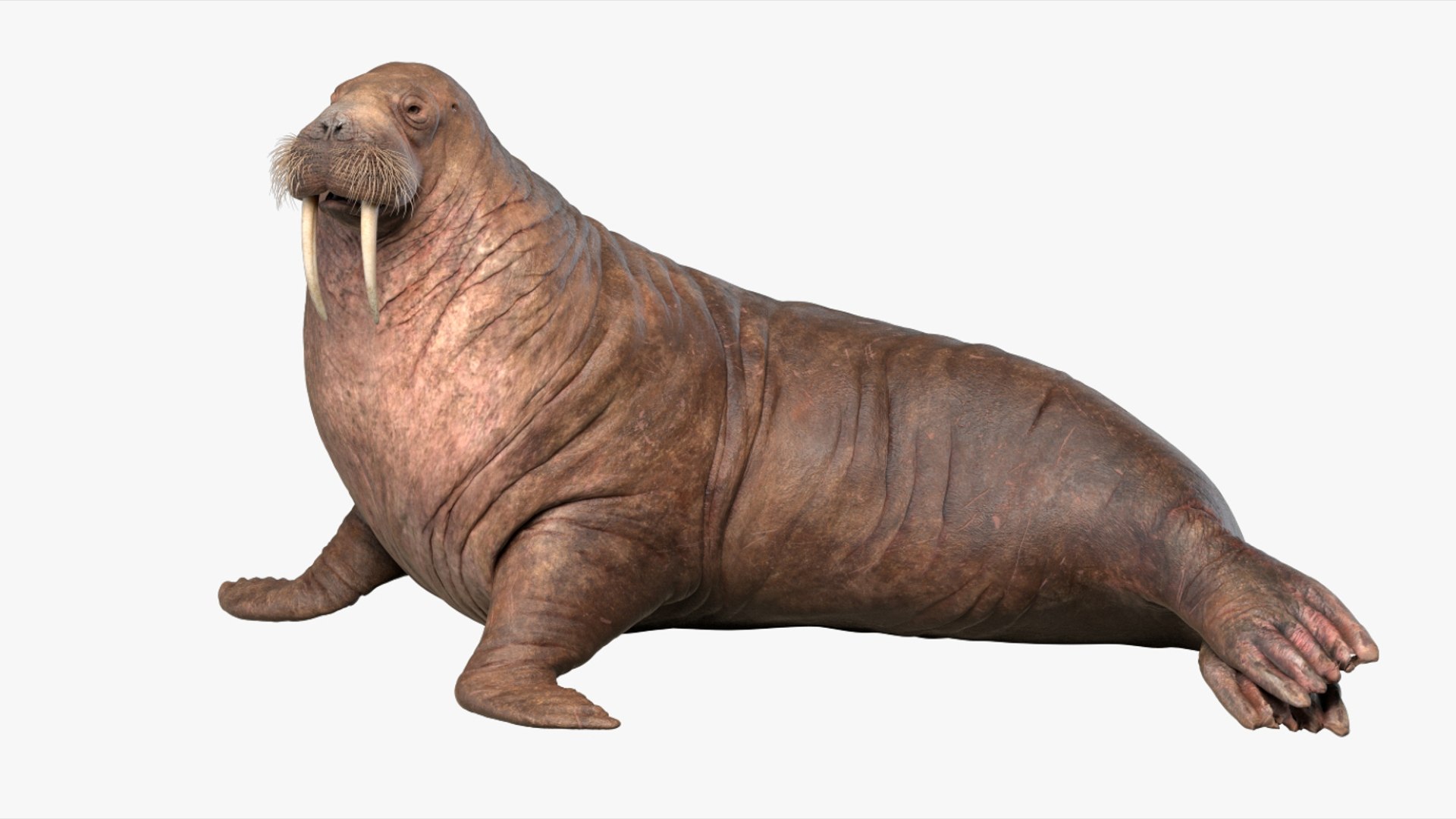 3D Walrus Rigged 3D Model - TurboSquid 2426392