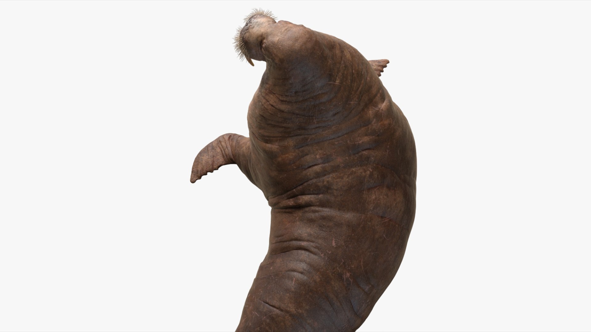 3D Walrus Rigged 3D Model - TurboSquid 2426392