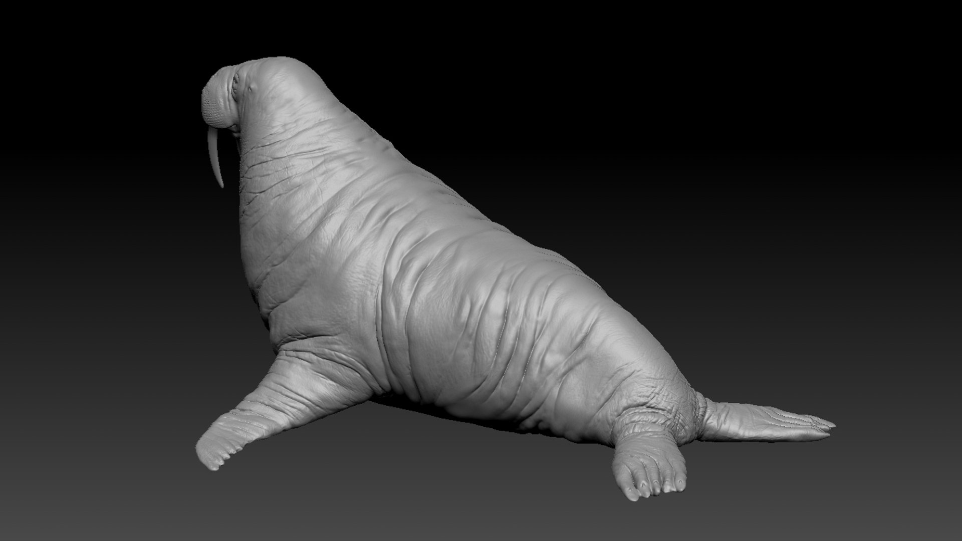 3D Walrus Rigged 3D Model - TurboSquid 2426392