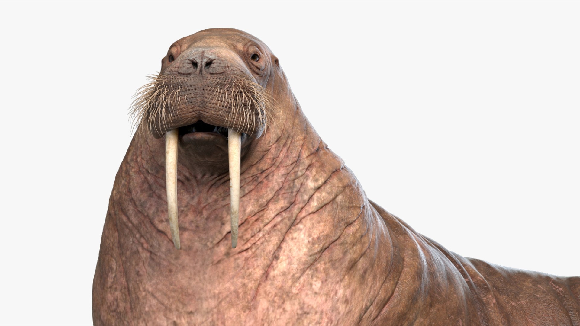 3D Walrus Rigged 3D Model - TurboSquid 2426392