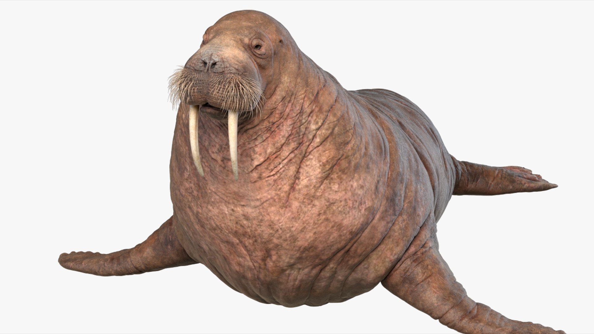 3D Walrus Rigged 3D Model - TurboSquid 2426392