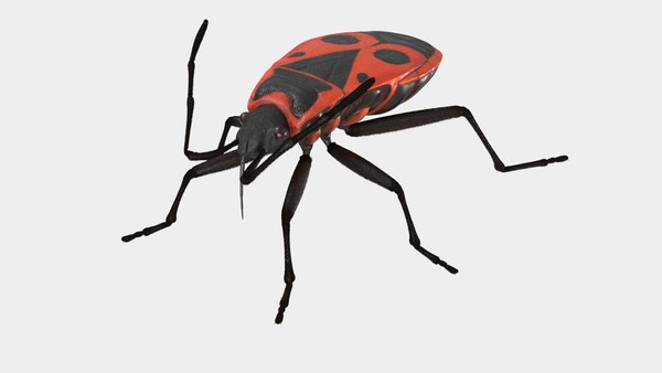 modèle 3D de Firebug Pyrrhocoris Apterus Insecte Rouge Noir Fourrure - TurboSquid 2468504