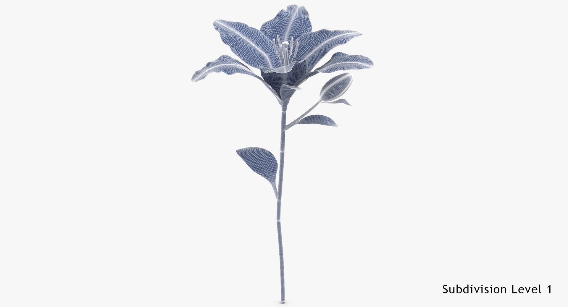 3D Lilium Photorealistic Model - TurboSquid 1440969
