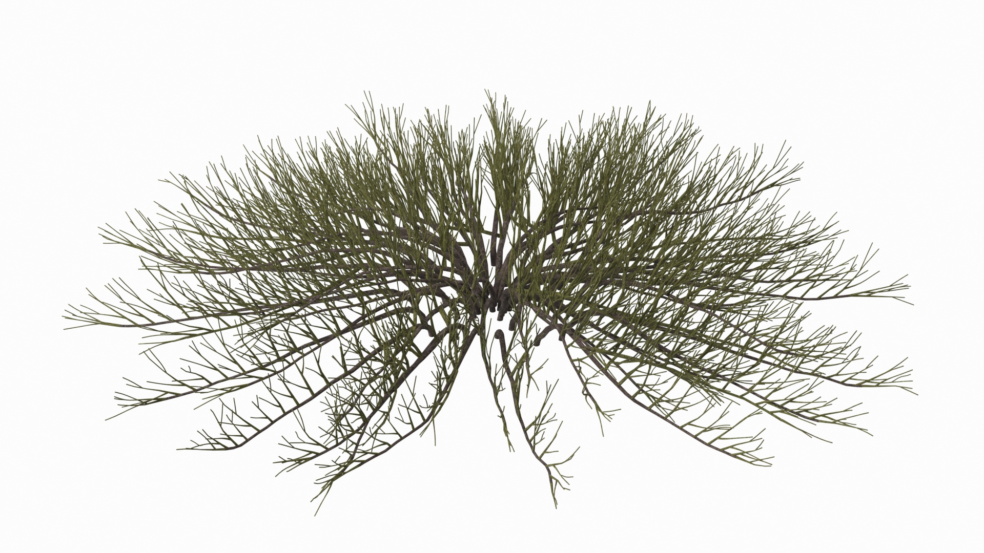 3D Horizontal Conifer Shrub - TurboSquid 1906971