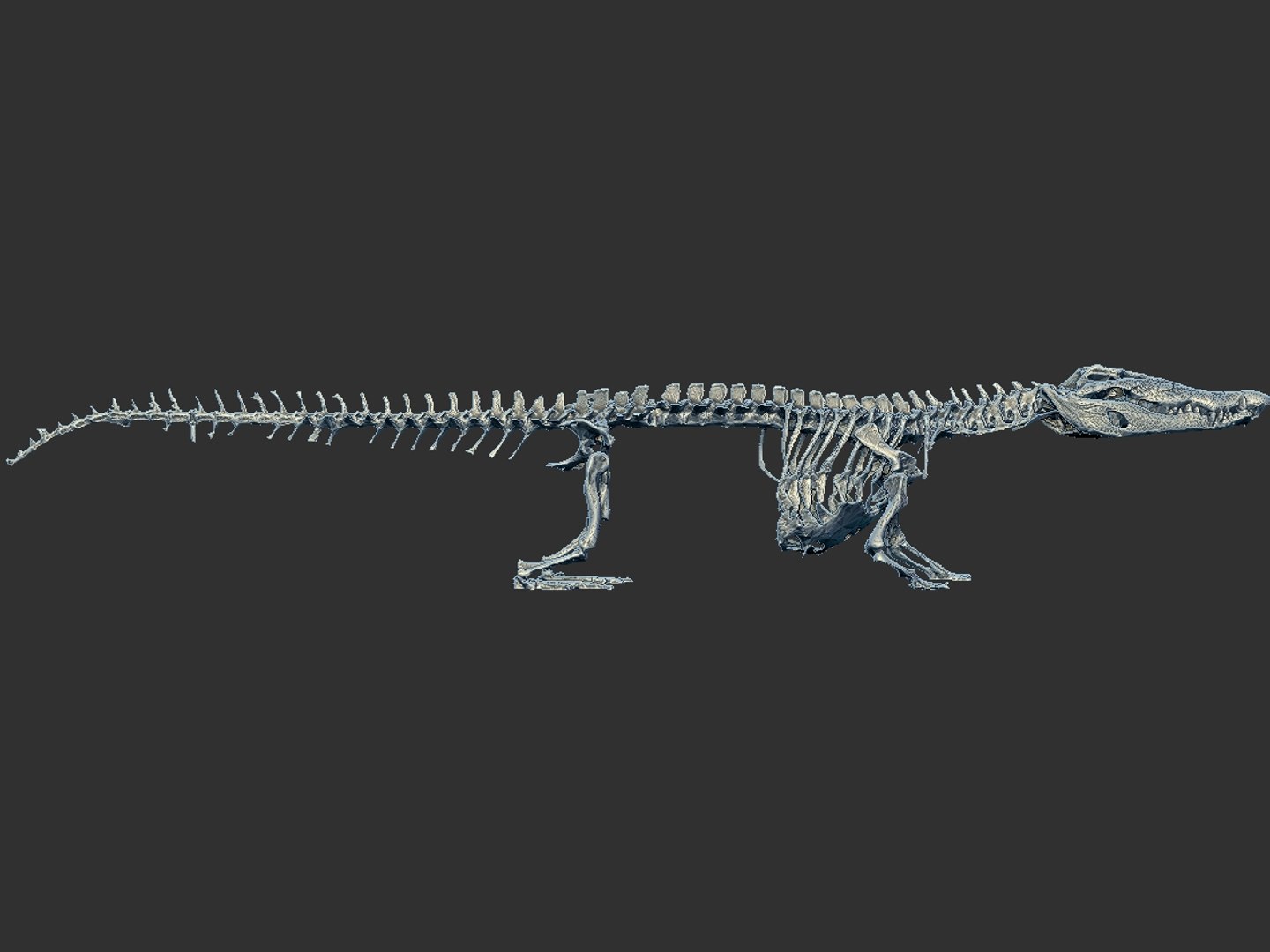3D Alligator Skeleton Hd Model - TurboSquid 1570942