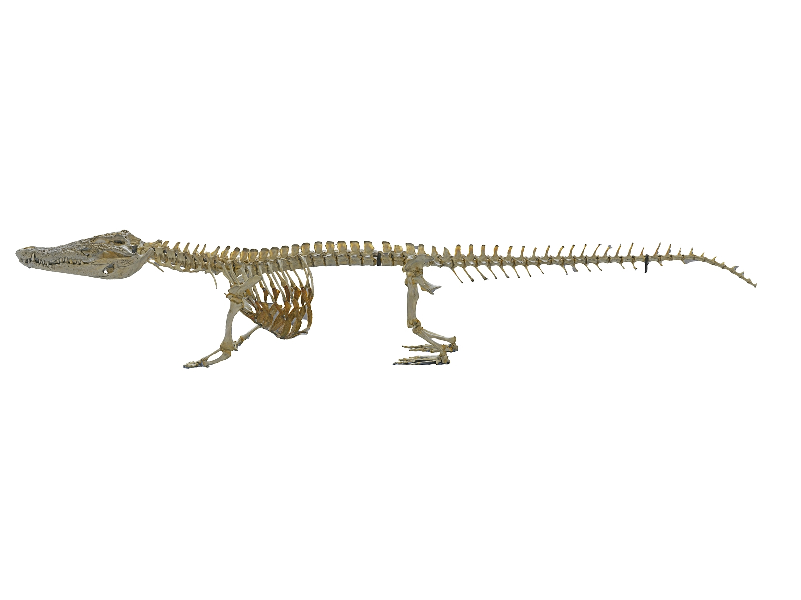 3D alligator skeleton hd model - TurboSquid 1570942