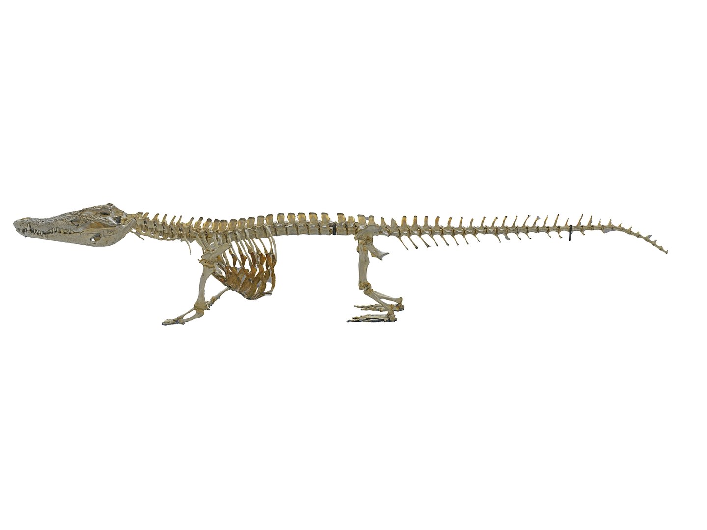 3D Alligator Skeleton Hd Model - TurboSquid 1570942