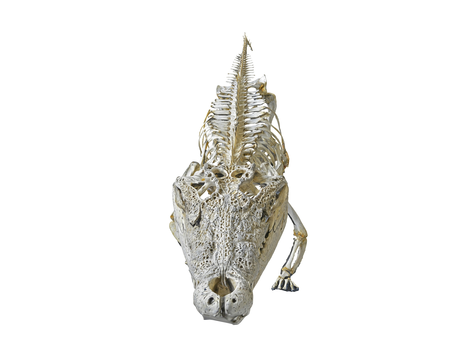 3D alligator skeleton hd model - TurboSquid 1570942