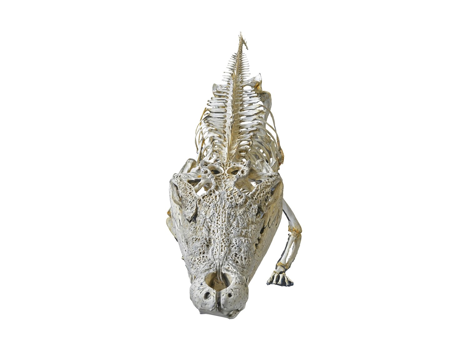 3D Alligator Skeleton Hd Model - TurboSquid 1570942