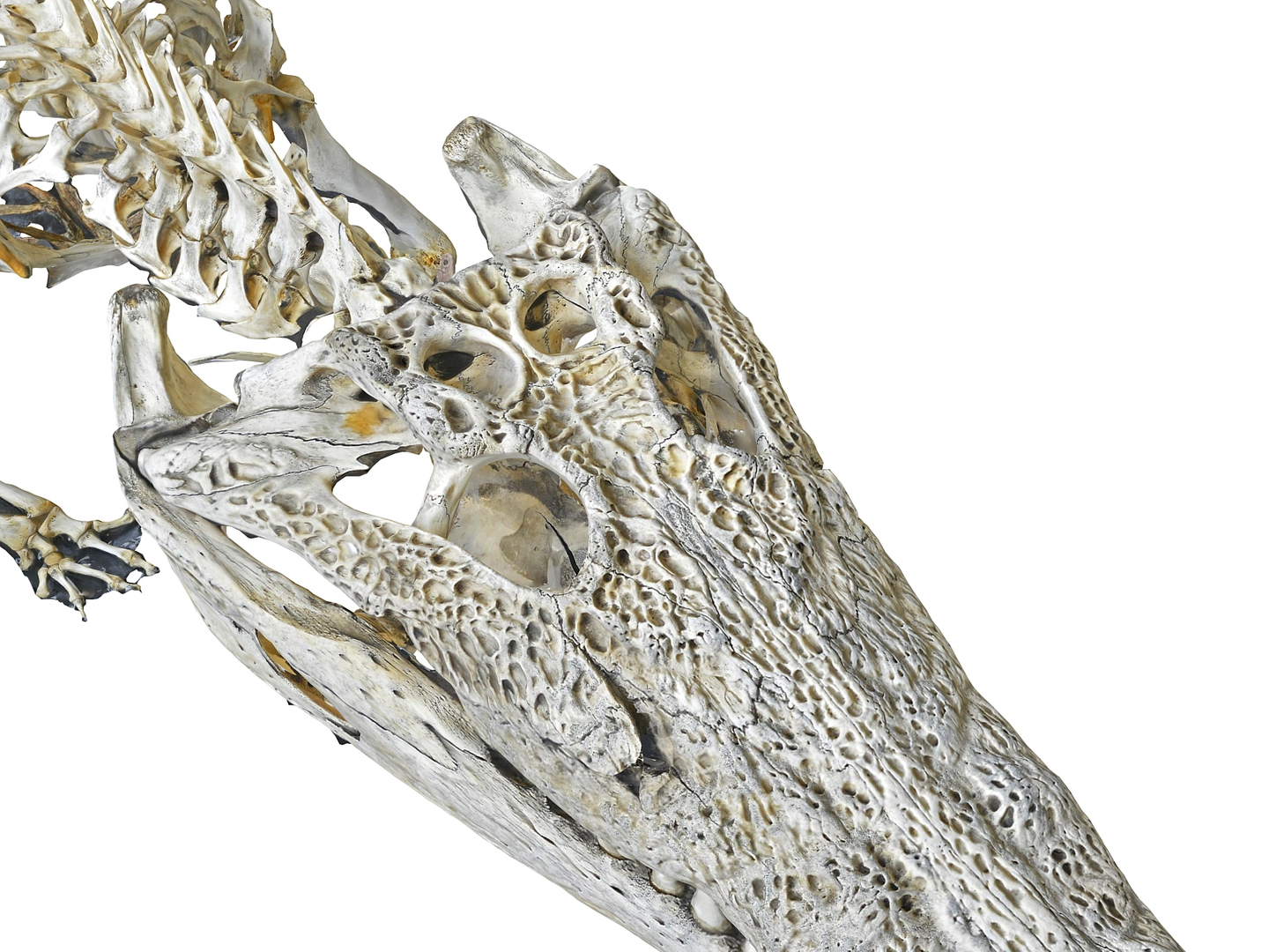 3D alligator skeleton hd model - TurboSquid 1570942