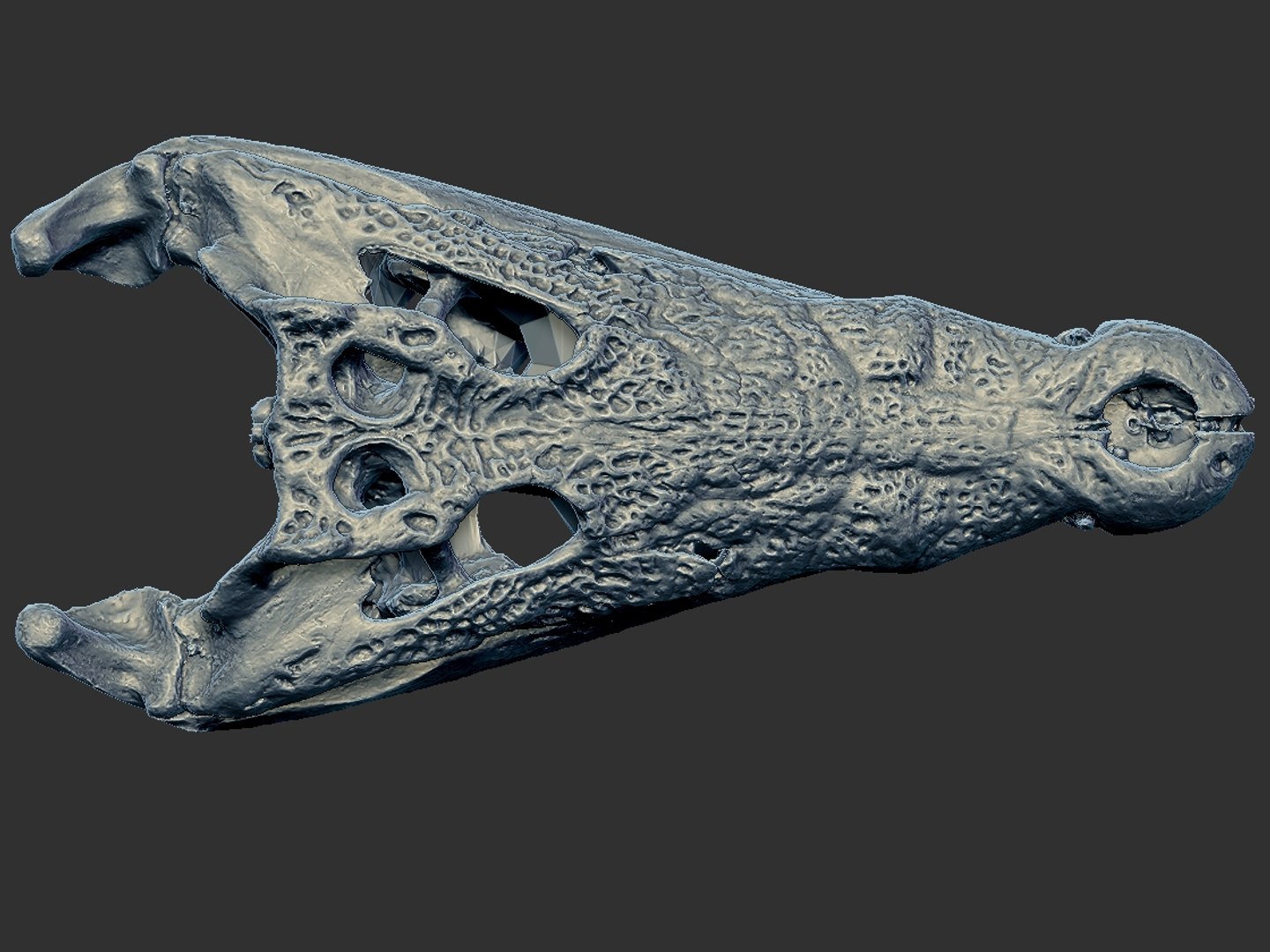3D Alligator Skeleton Hd Model - TurboSquid 1570942