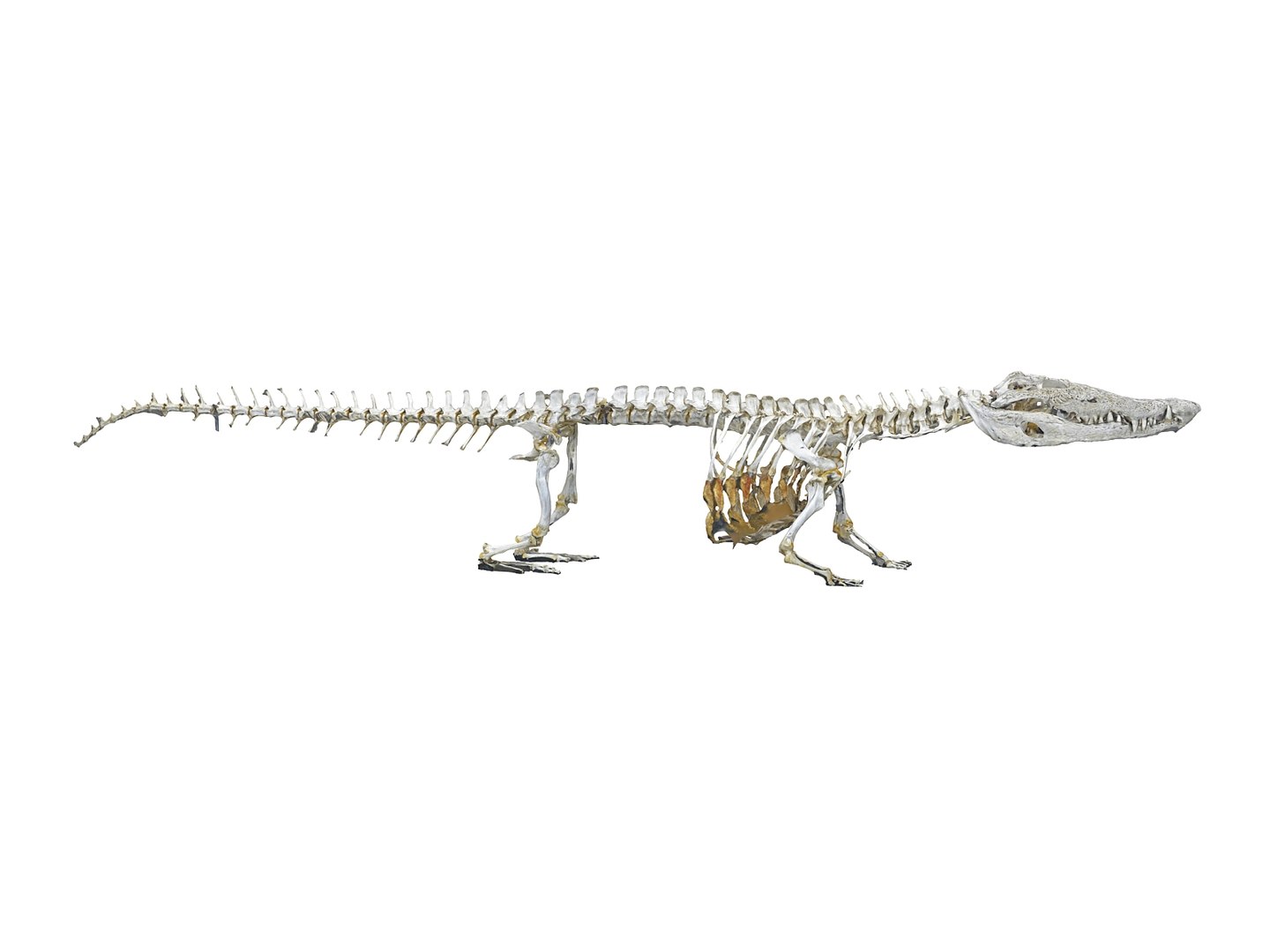 3D Alligator Skeleton Hd Model - TurboSquid 1570942