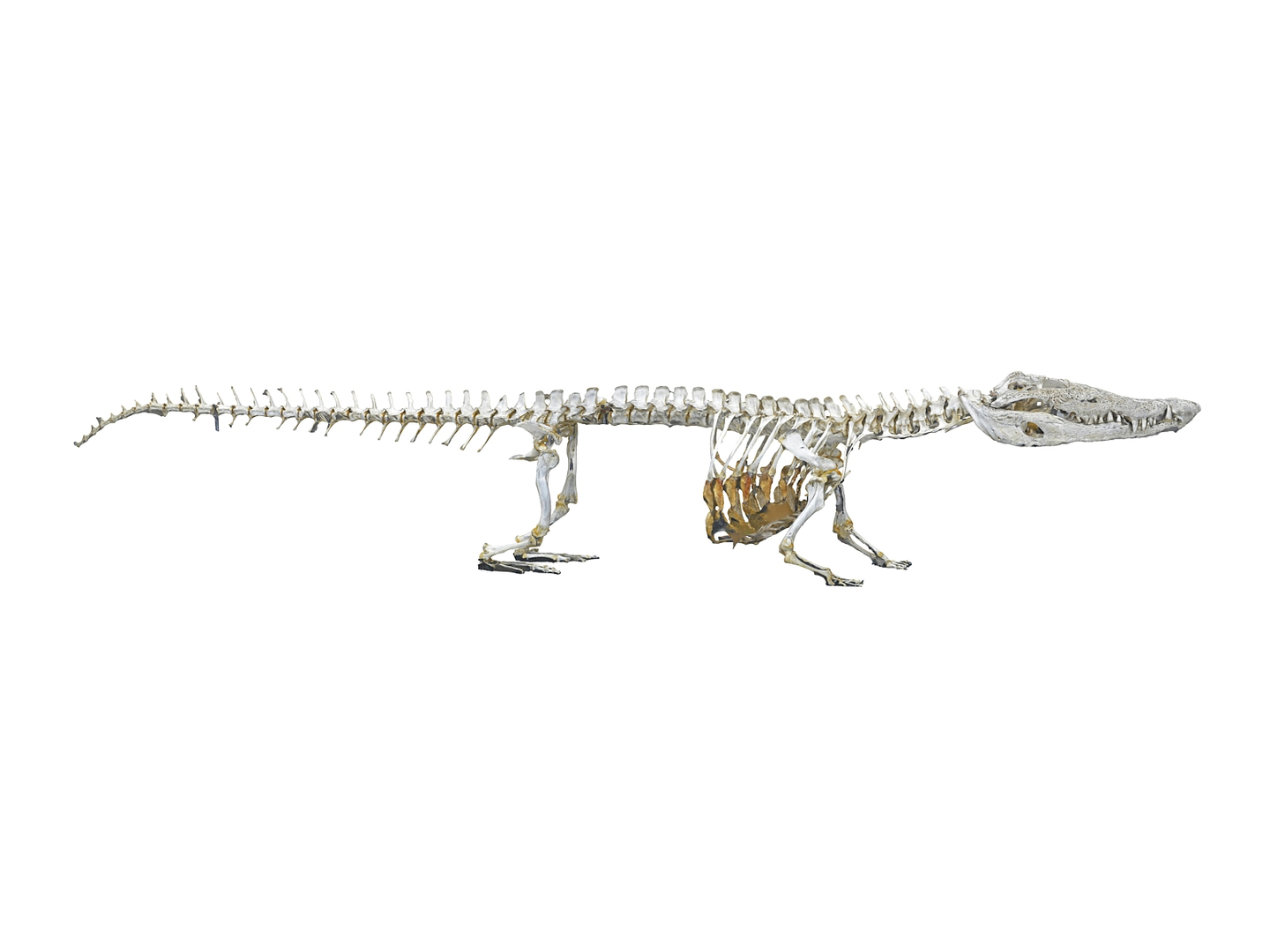 3D alligator skeleton hd model - TurboSquid 1570942