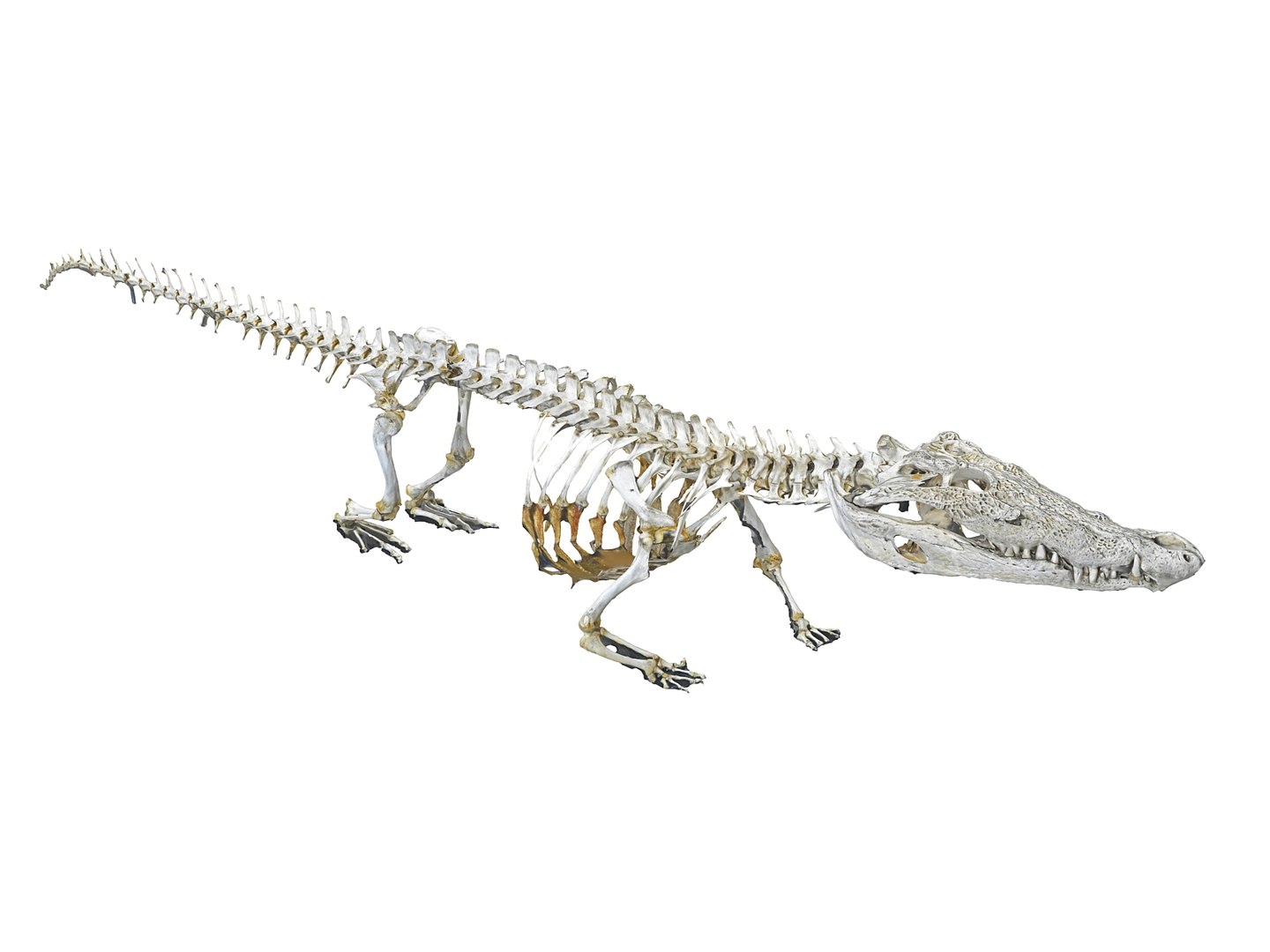 3D Alligator Skeleton Hd Model - TurboSquid 1570942