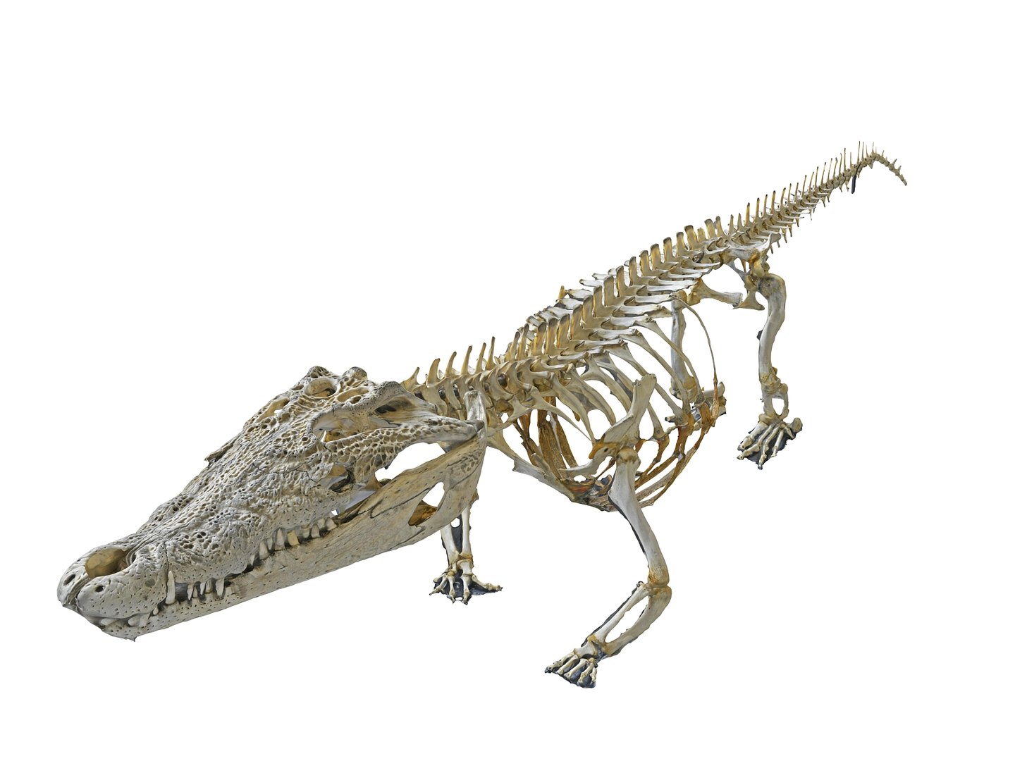 3D Alligator Skeleton Hd Model - TurboSquid 1570942
