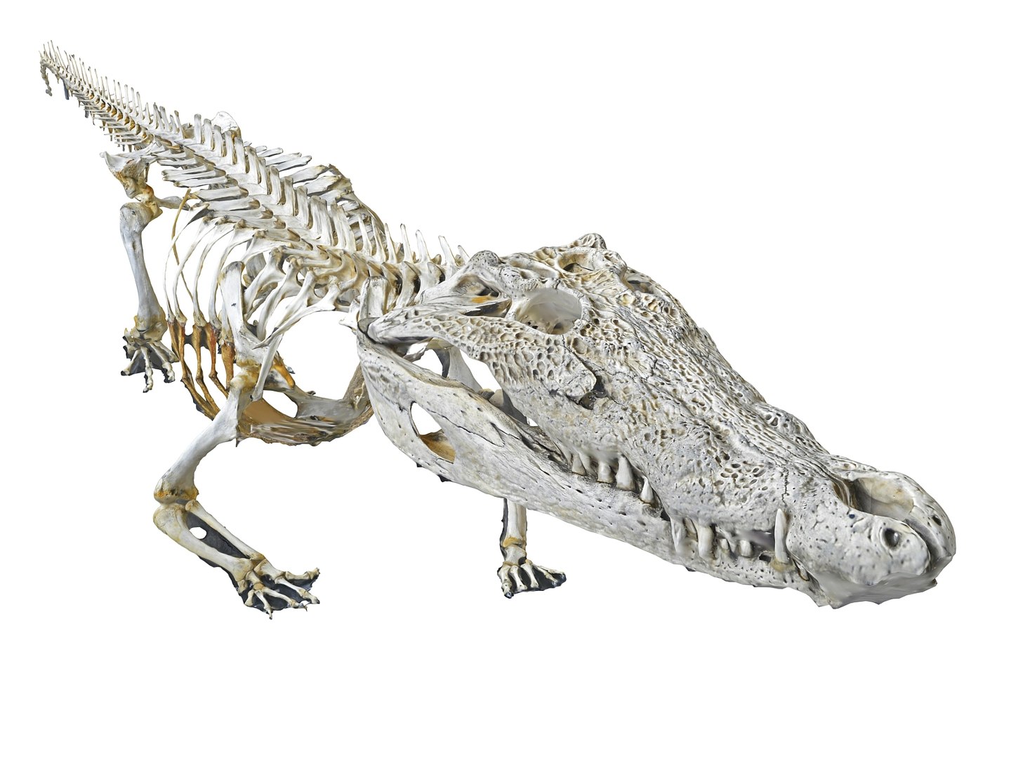 3D Alligator Skeleton Hd Model - TurboSquid 1570942