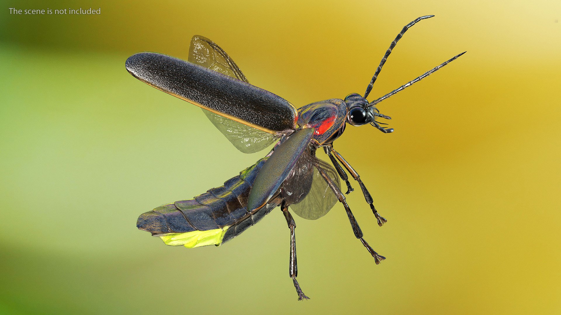 3D Glowing Eastern Firefly Standing Pose Fur Model - TurboSquid 2170554