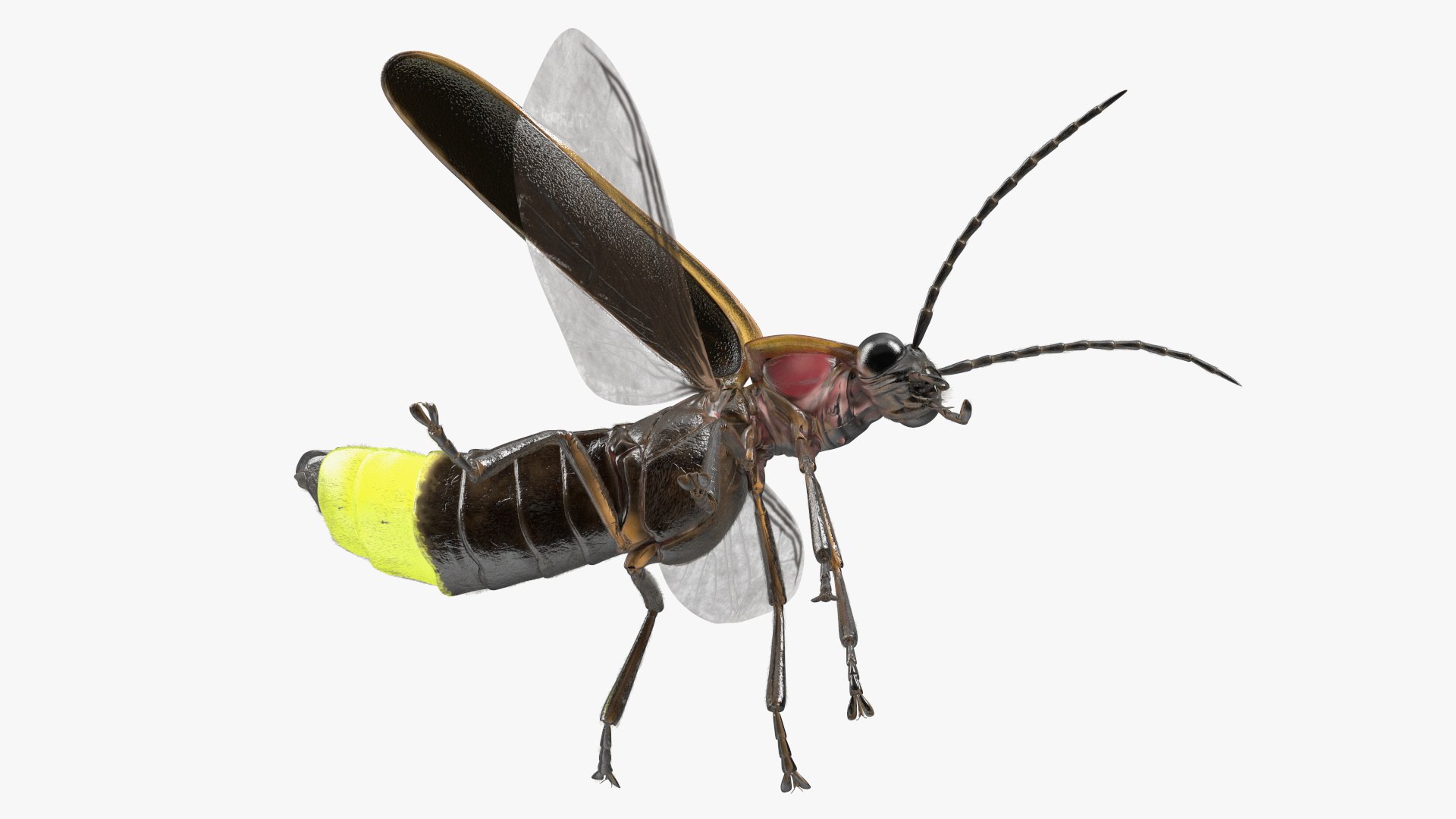 3D Glowing Eastern Firefly Standing Pose Fur Model - TurboSquid 2170554