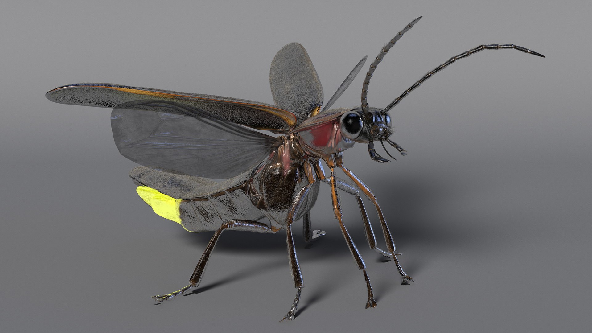 3D Glowing Eastern Firefly Standing Pose Fur Model - TurboSquid 2170554