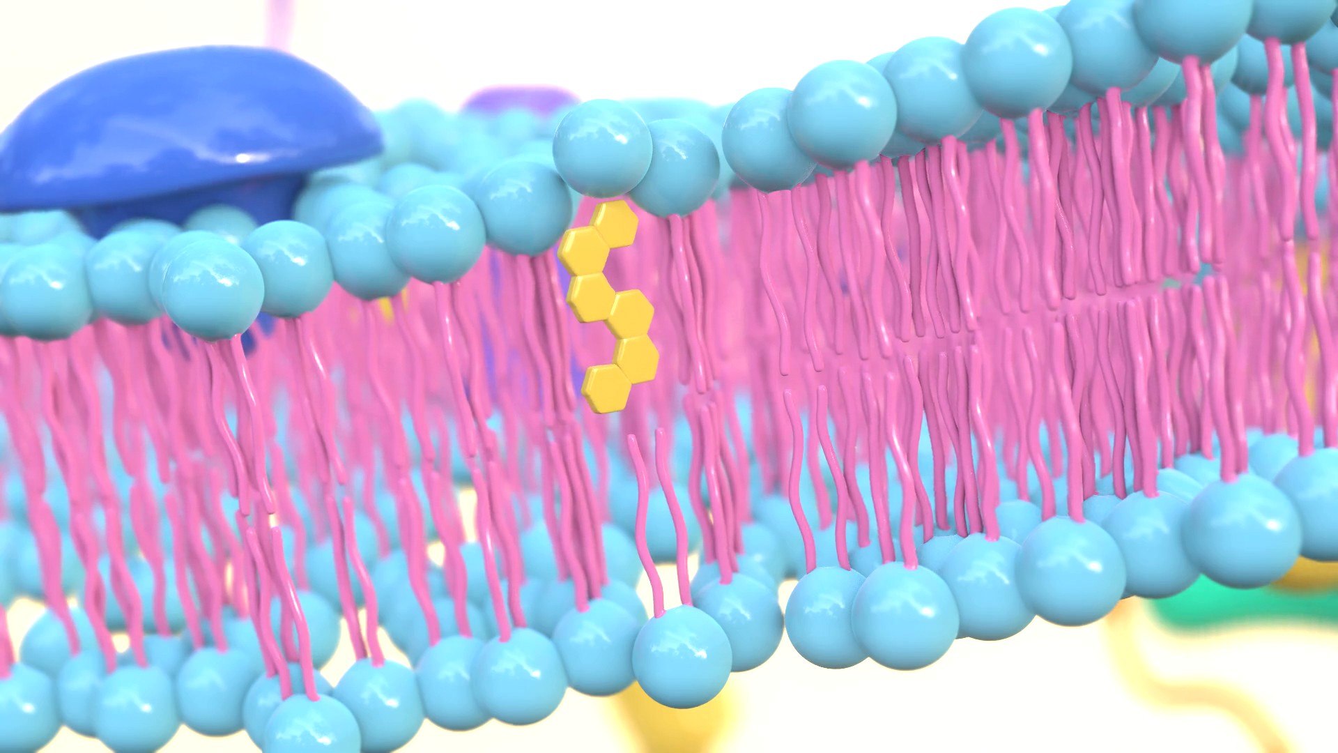 3D Cell Membrane Diagram Model - TurboSquid 2115542