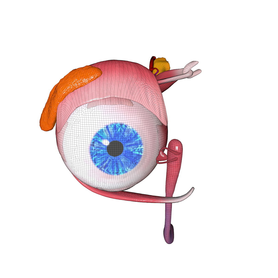 Human Eye 3d C4d