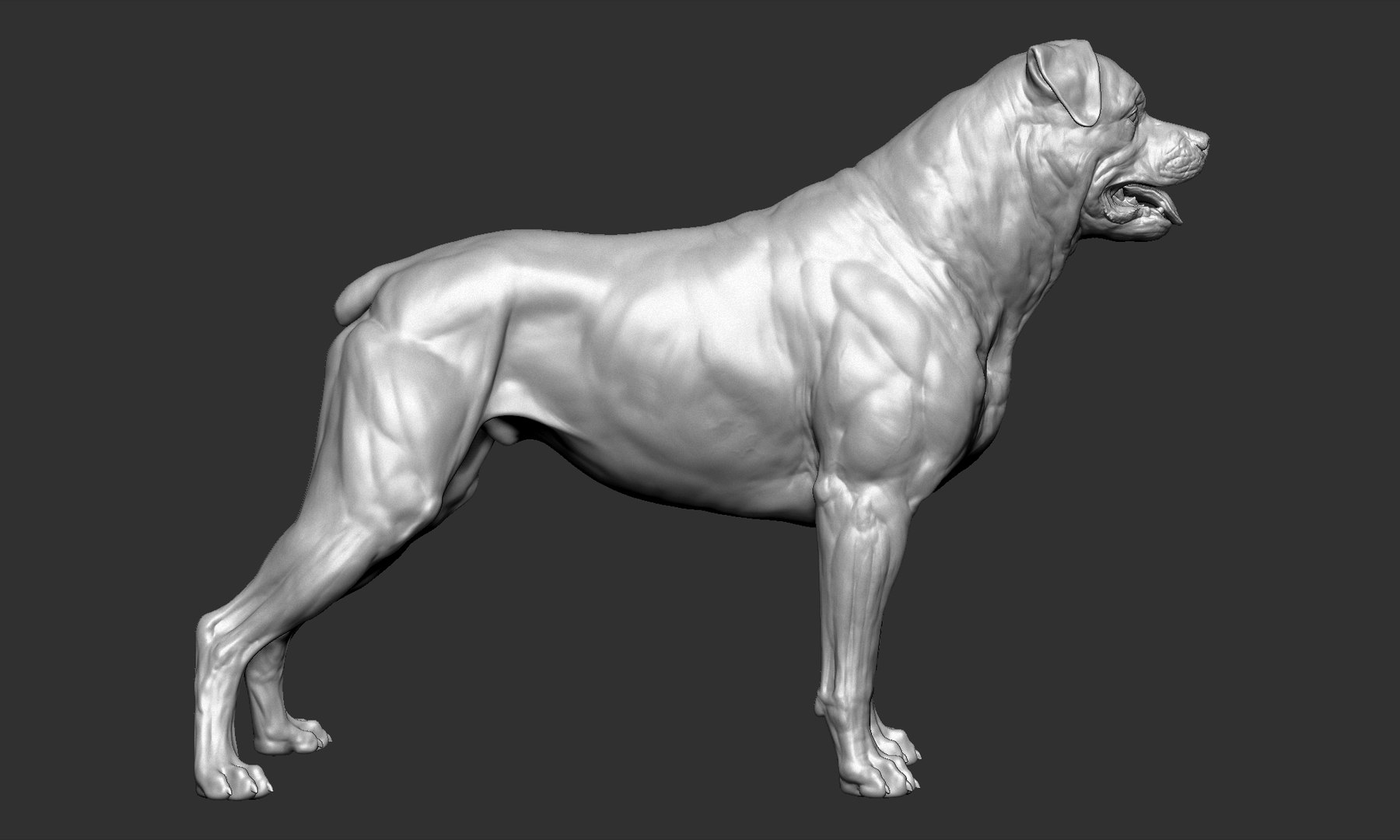 Rottweiler dog vfx zbrush 3D model - TurboSquid 1459893