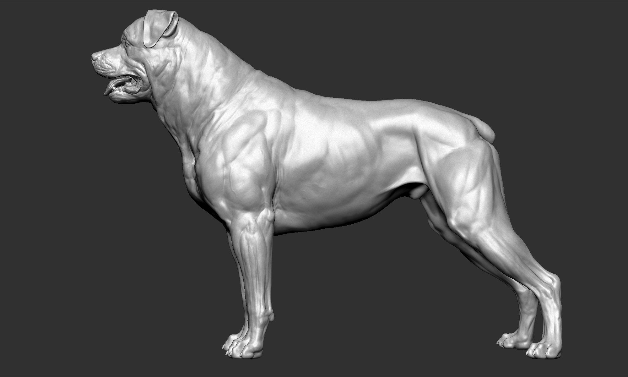 Rottweiler dog vfx zbrush 3D model - TurboSquid 1459893