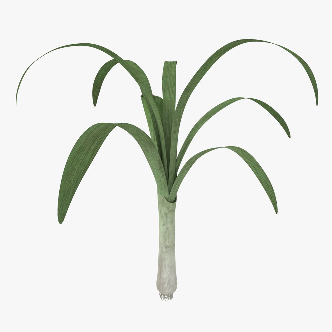 pack leeks 3d model