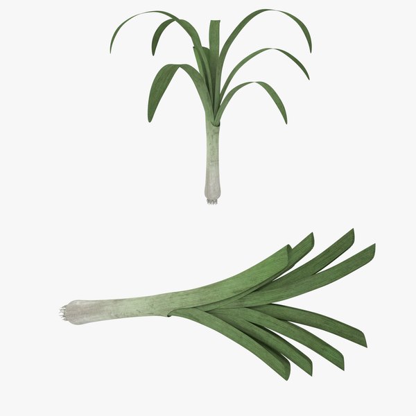 wild leek 3d model
