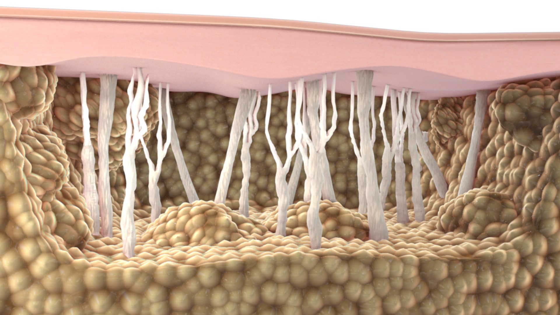 Collagen Fat Skin 3D - TurboSquid 1186335