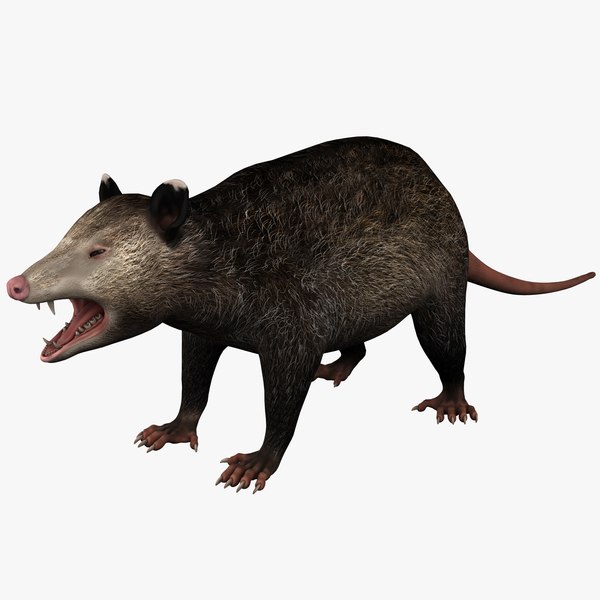 3D Opossum Models | TurboSquid