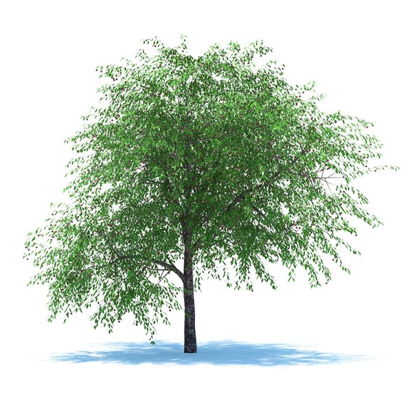tree cherry berries 3d fbx