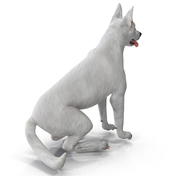 modelo 3d Perro de pastor blanco Pose 4 - TurboSquid 837134