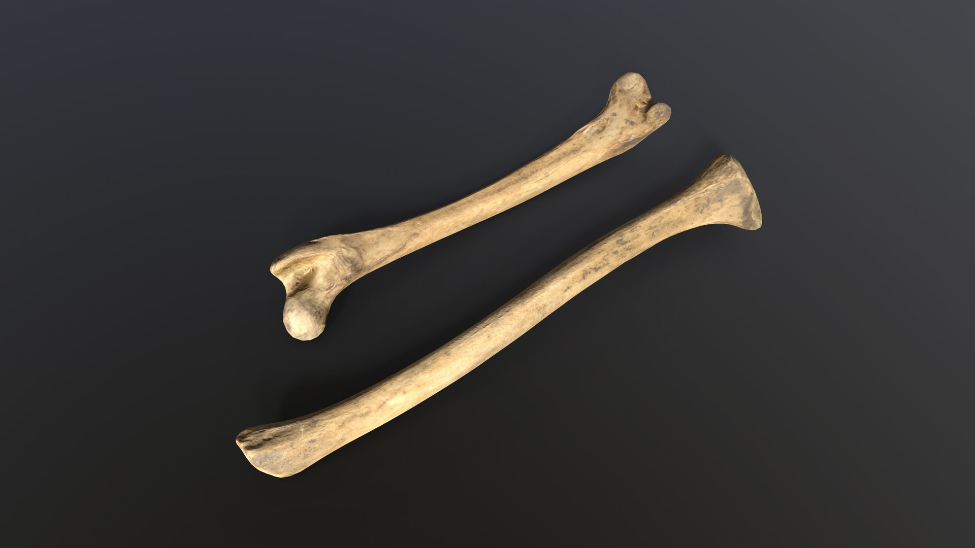 Bones Dog Legs PBR 8K Low-poly 3D Model - TurboSquid 2310389