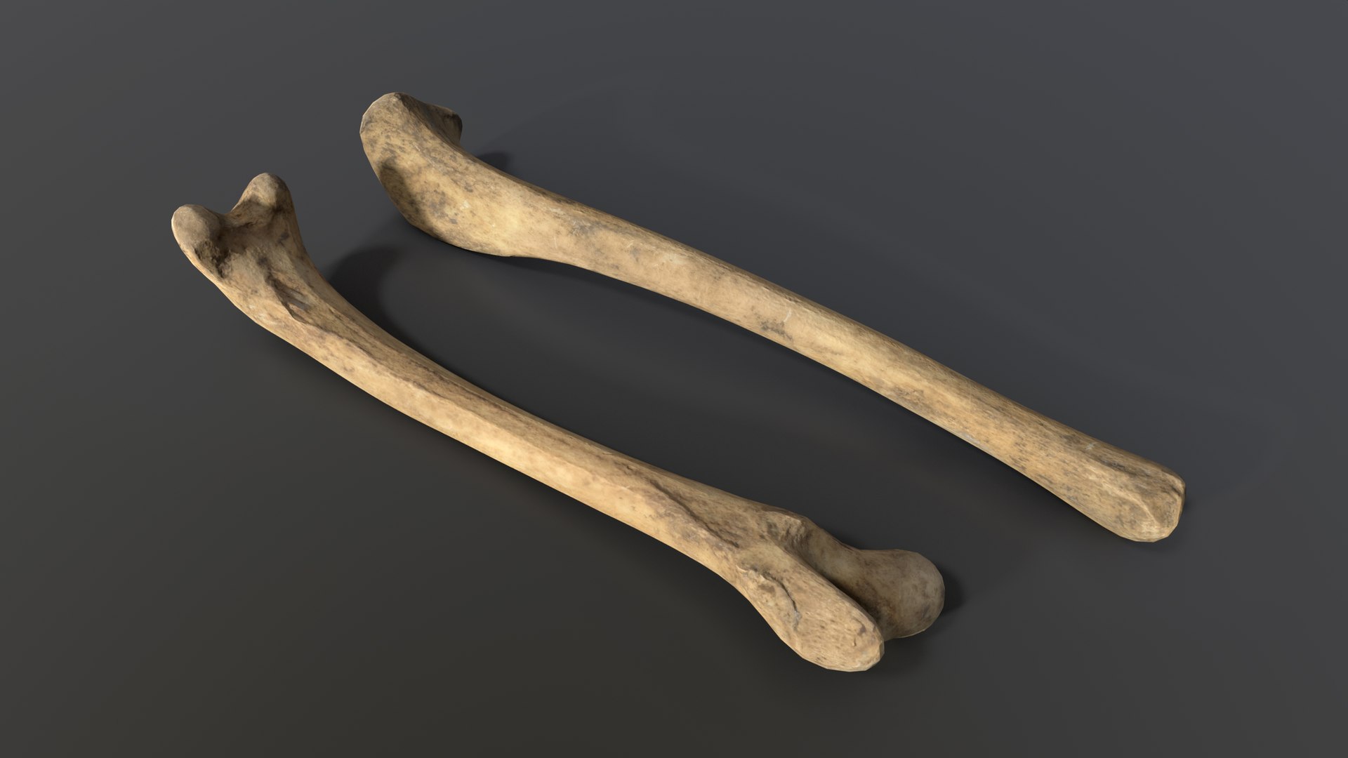 Bones Dog Legs PBR 8K Low-poly 3D Model - TurboSquid 2310389