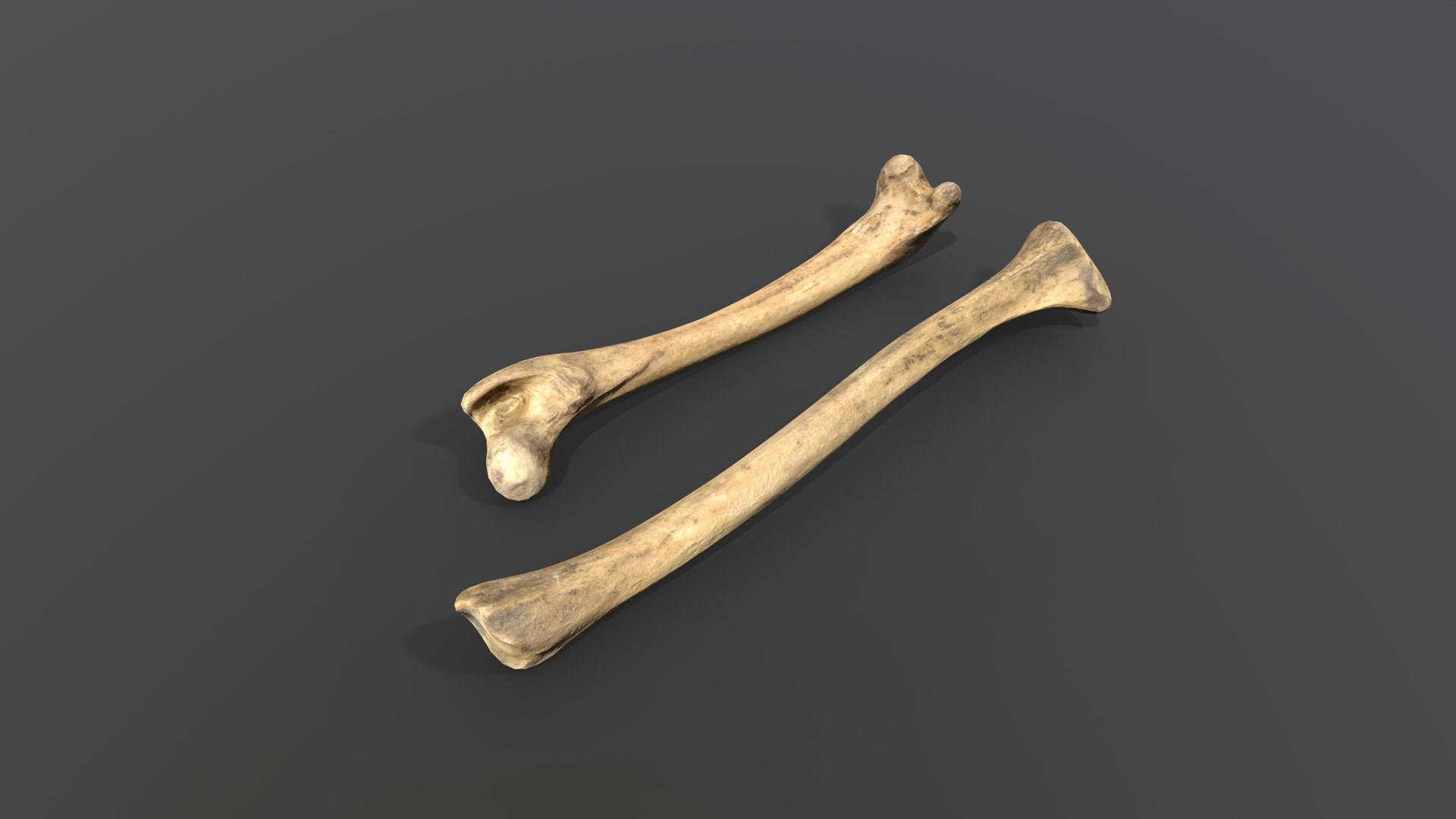 Bones Dog Legs PBR 8K Low-poly 3D Model - TurboSquid 2310389