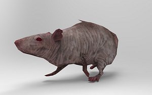 Animated 3D Rat Models | TurboSquid