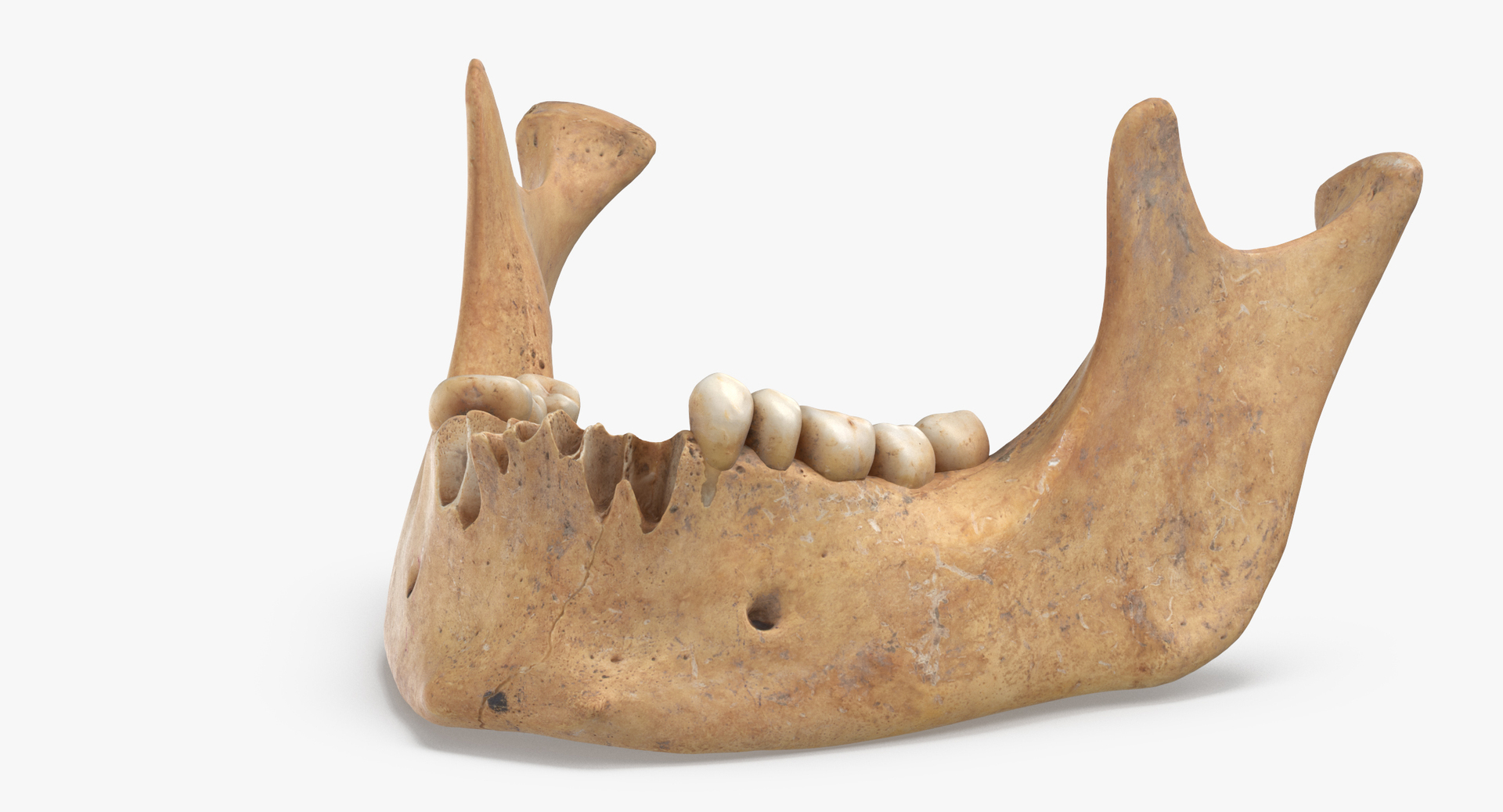 Human Bones Skulls - 3D Model - TurboSquid 1498988