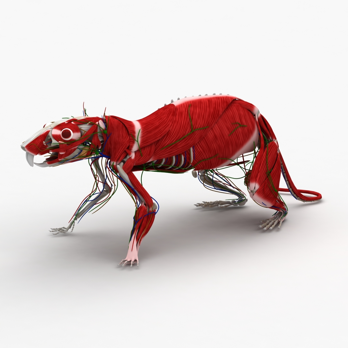 modelo 3d Anatomía de ratas macho y hembra texturizada - TurboSquid 843255