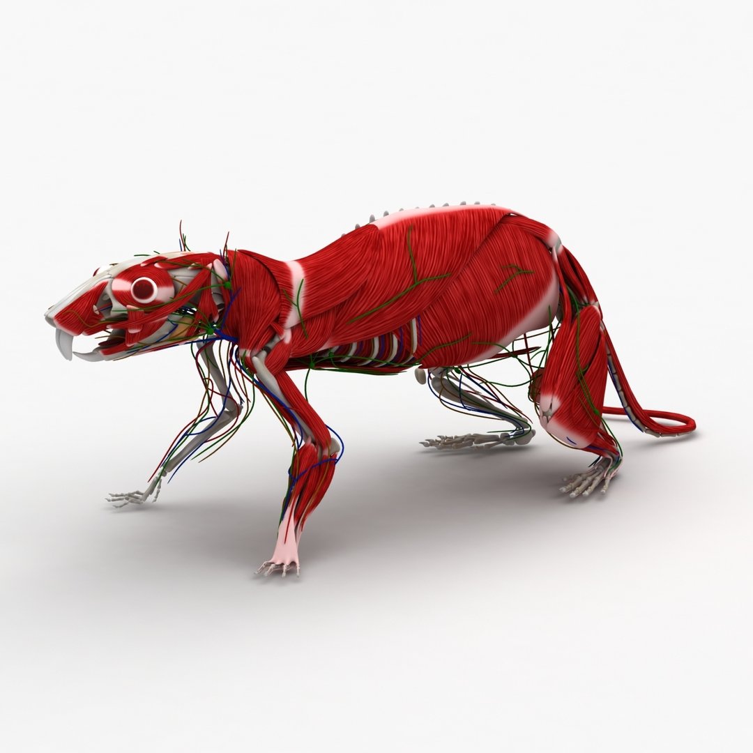 Dugm01 Rat Anatomy Male Max