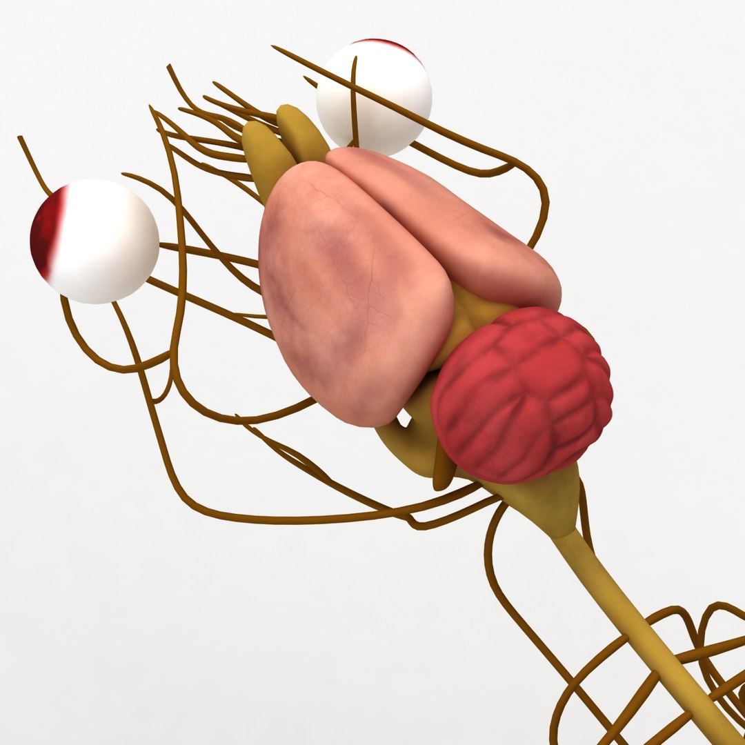 dugm01 rat anatomy male max