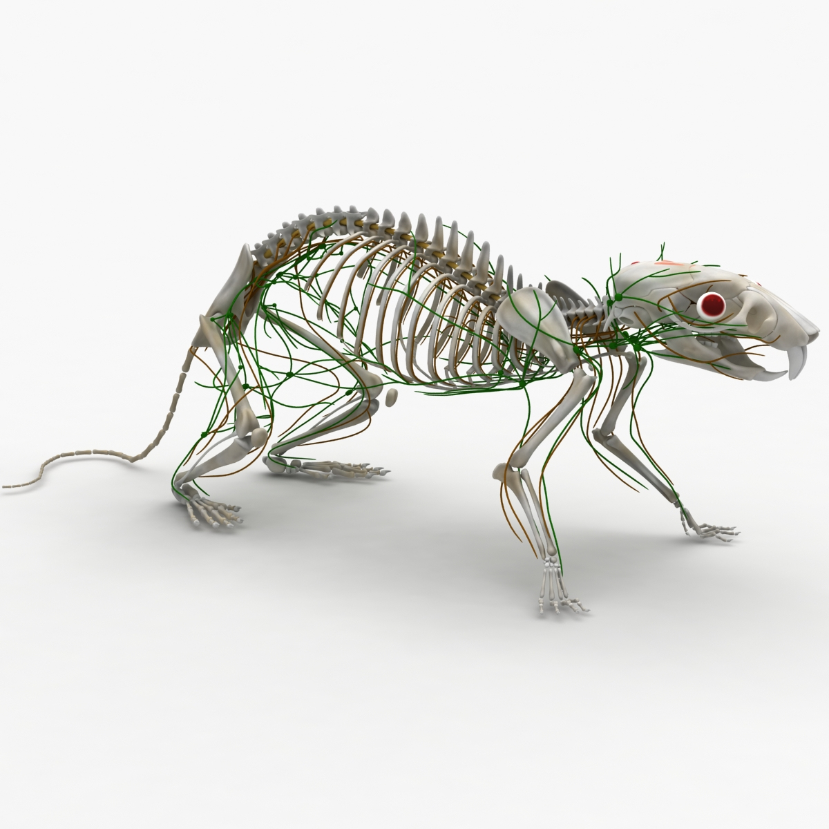 dugm01 rat anatomy male max