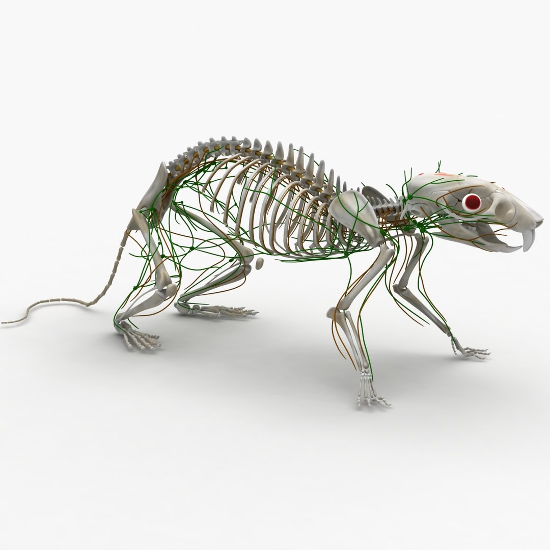 dugm01 rat anatomy male max