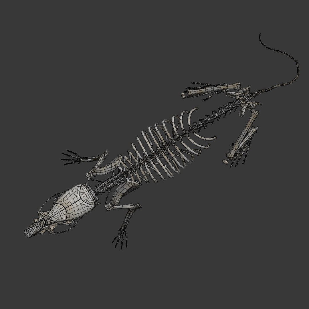 dugm01 rat anatomy male max