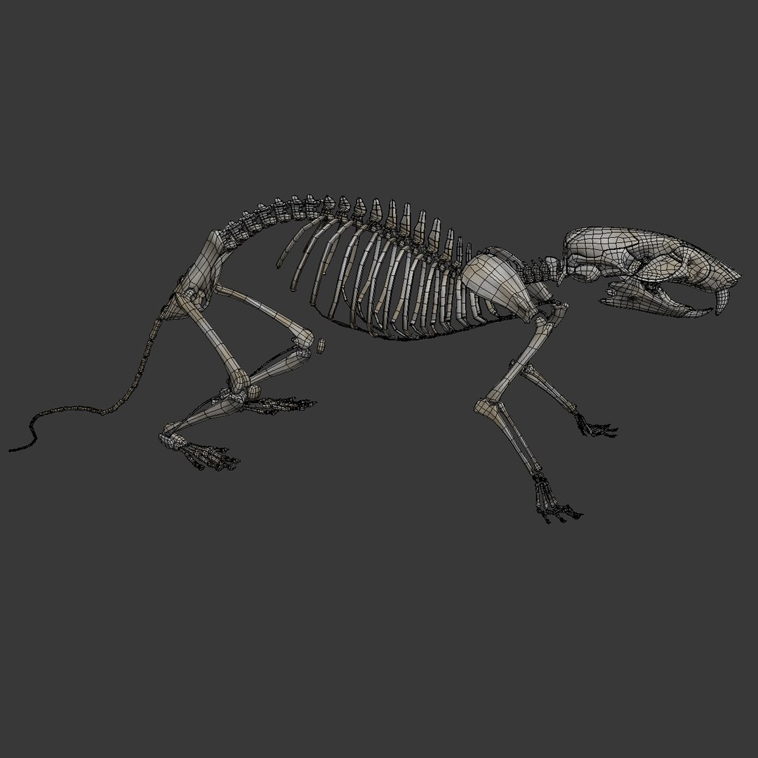 dugm01 rat anatomy male max