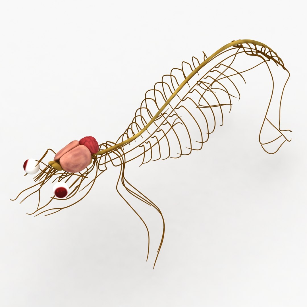 dugm01 rat anatomy male max