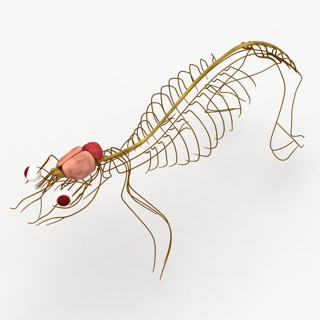 dugm01 rat anatomy male max