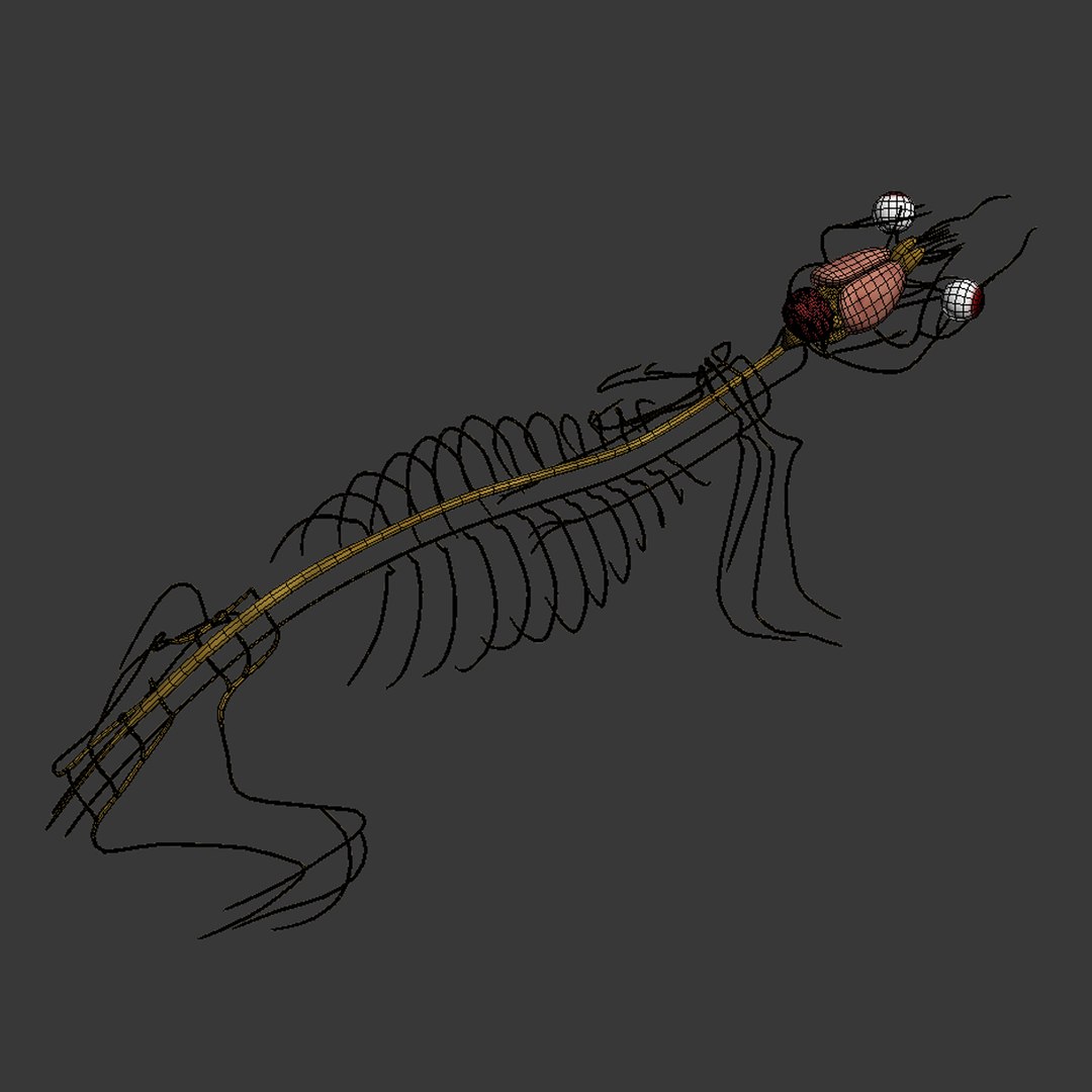 dugm01 rat anatomy male max