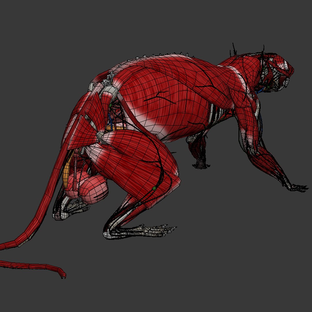 dugm01 rat anatomy male max