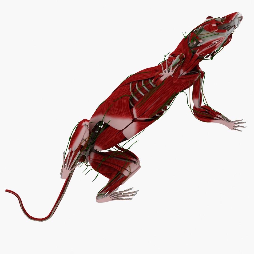 dugm01 rat anatomy male max